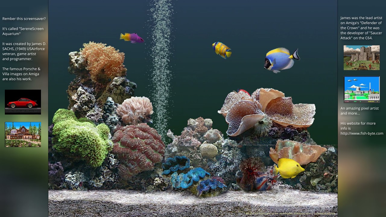 Remember That 3D Fish Windows Screensaver? | Retrounlim
